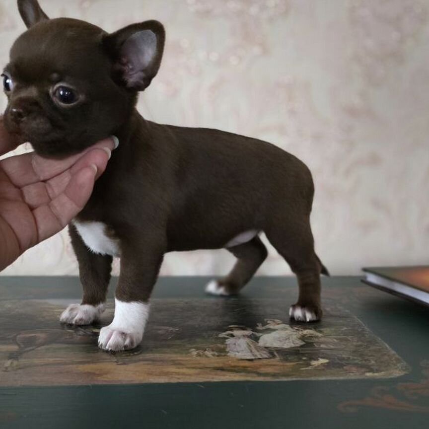 Перспективная девочка чихуахуа