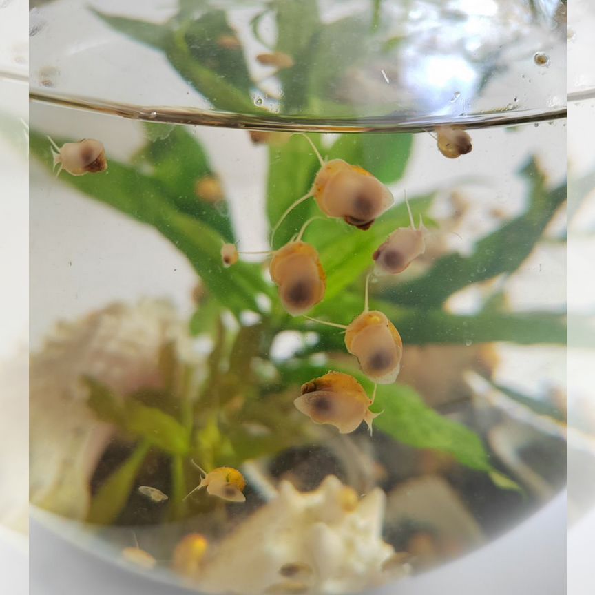 Улитки аквариумные ампулярии