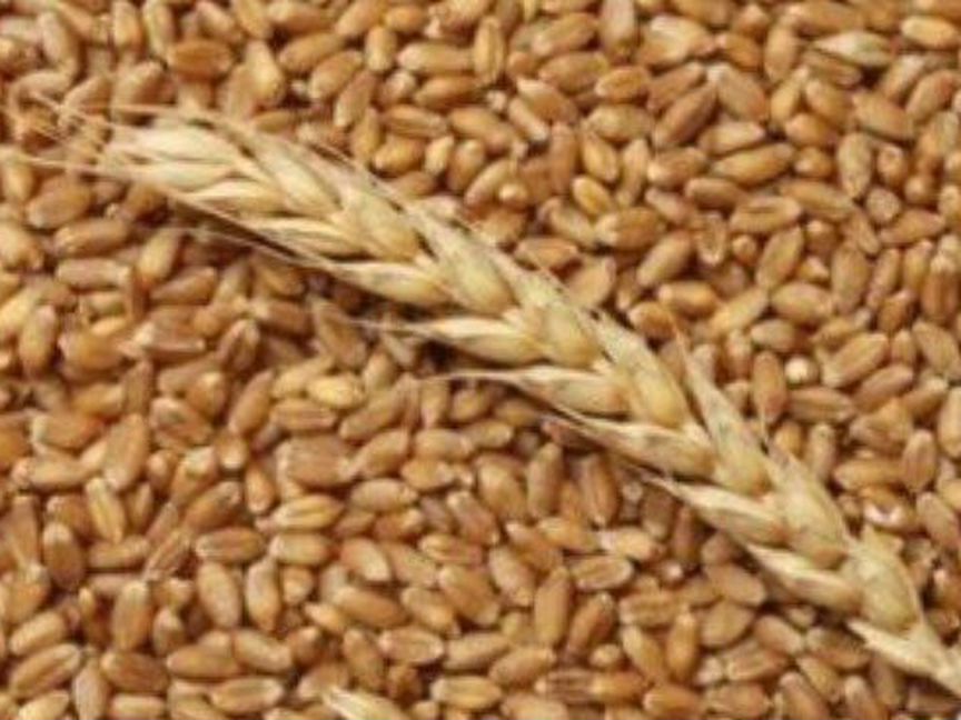 Зерно пшеница, ячмень
