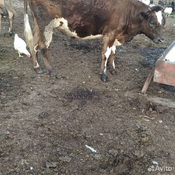 Телка стельная