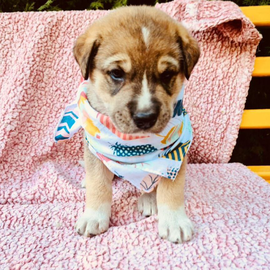 Щенки в добрые руки