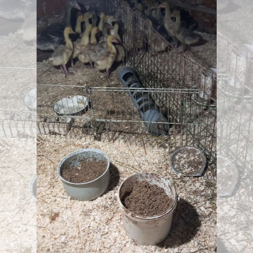 Гусята подрощенные