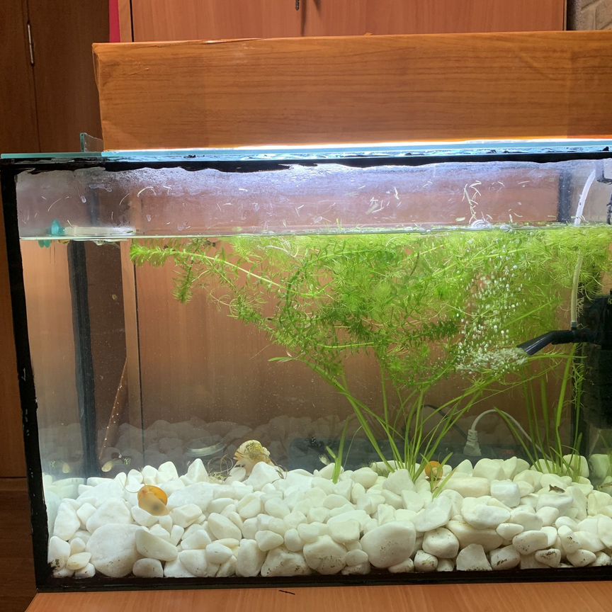 Аквариум с рыбами