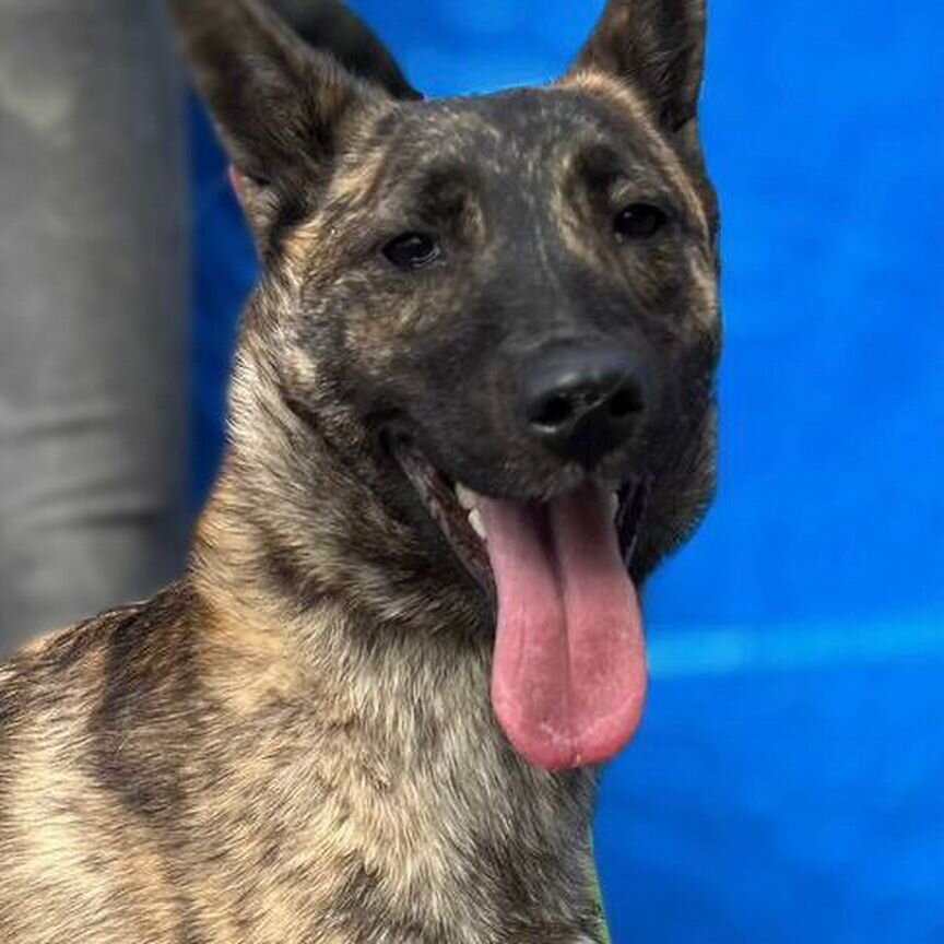 Собака Халва из приюта в поисках хозяина