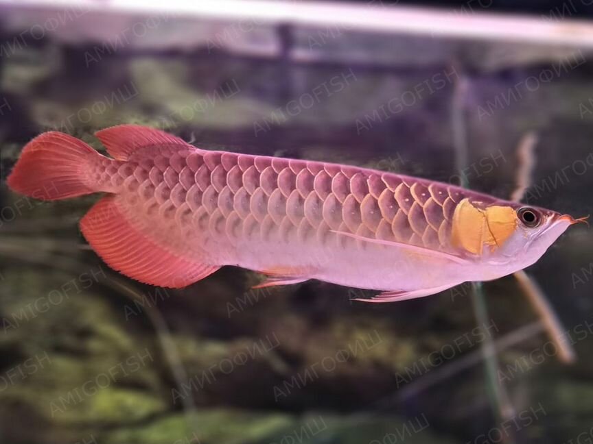 Арована фиолетово-красная (Violet Fusion Super Re