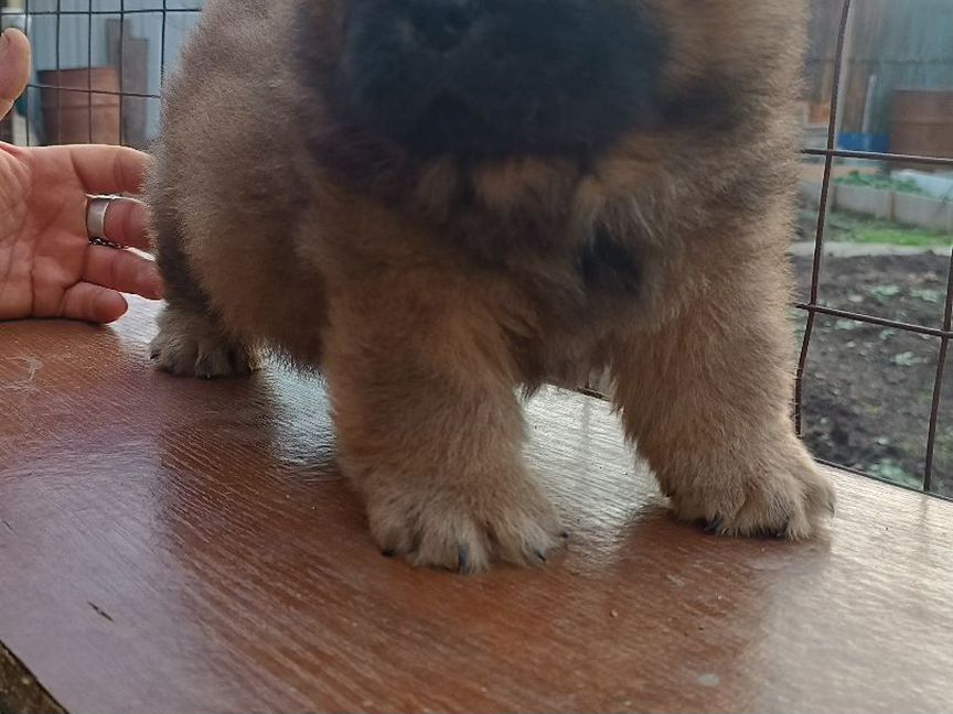 Щенки чау-чау