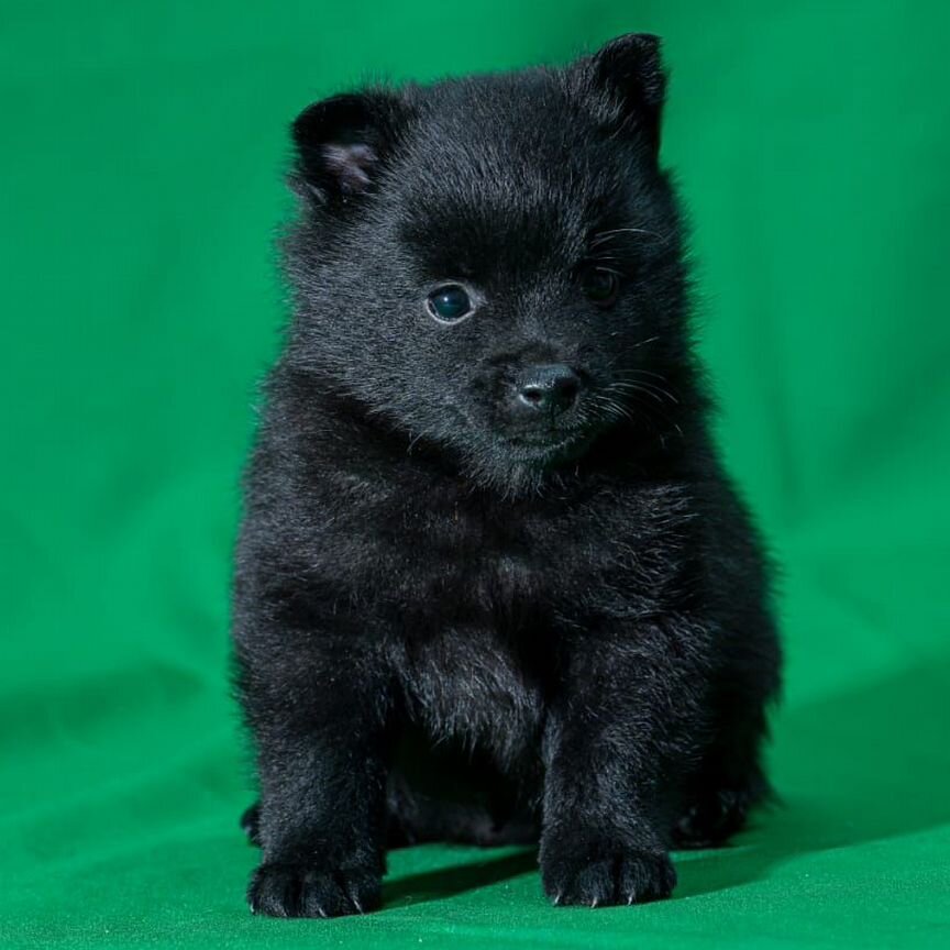 Схипперке, щенок