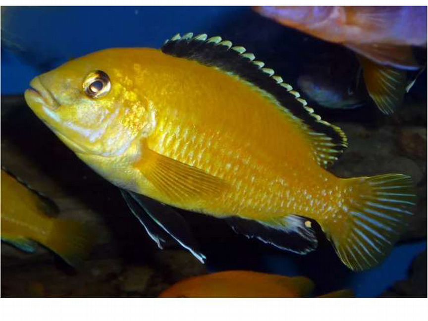 Цихлида еллоу