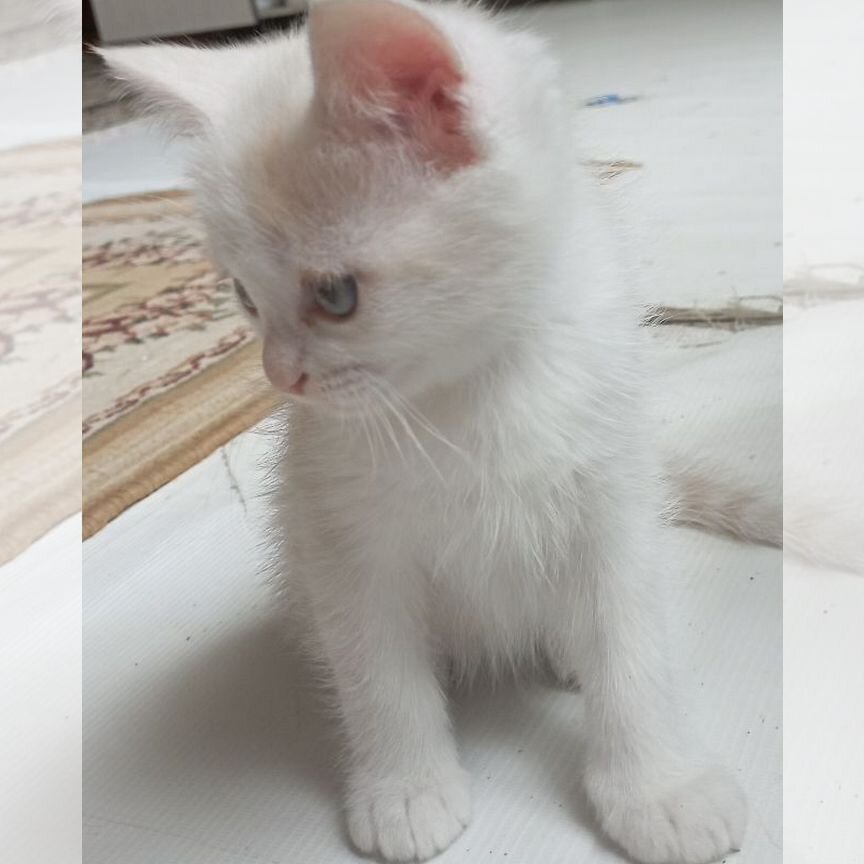 Котёнок от частного владельца