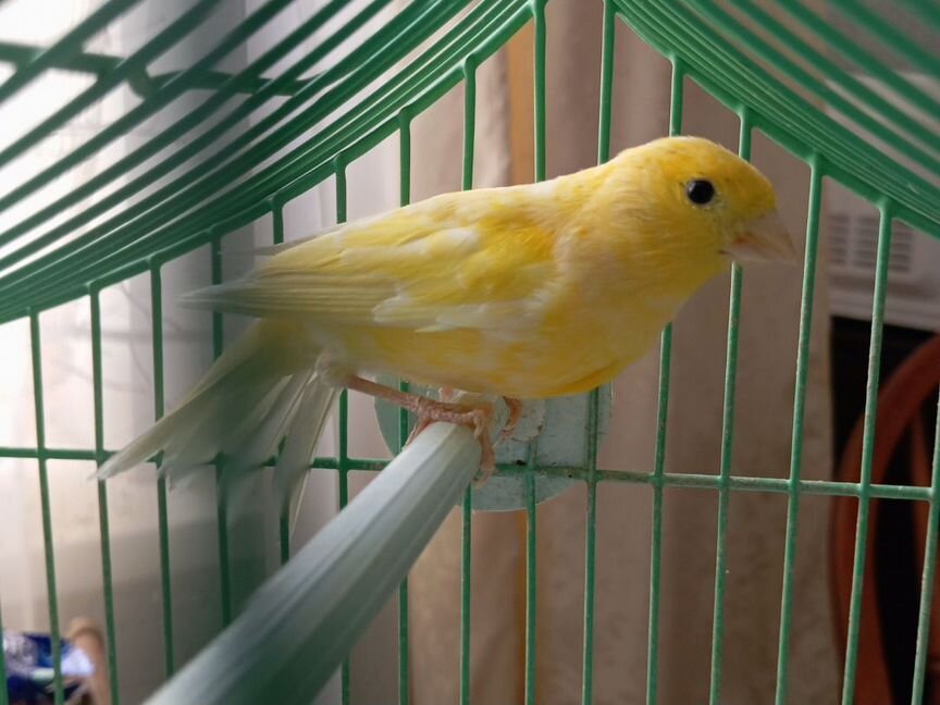 Кенар певчий