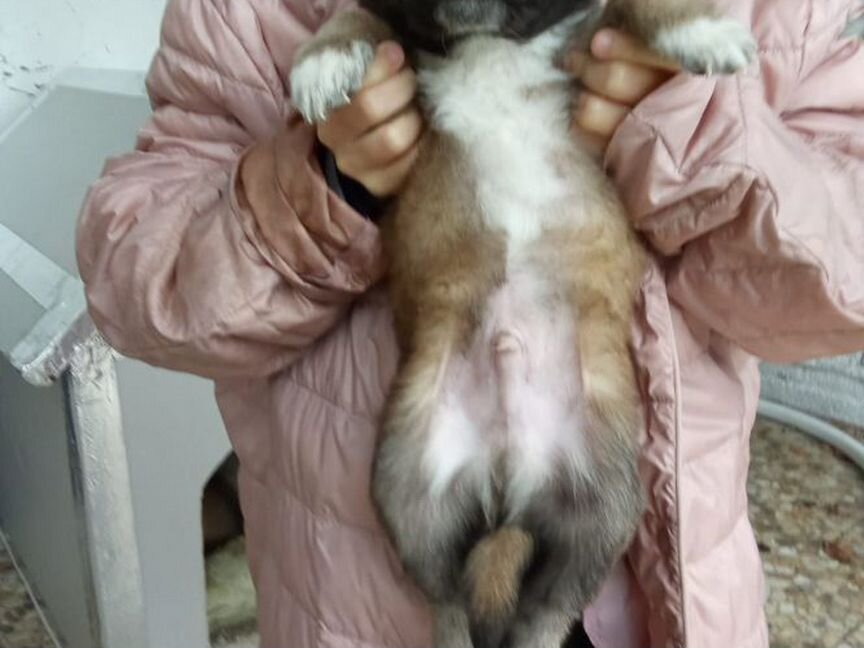 Отдам бесплатно в добрые руки