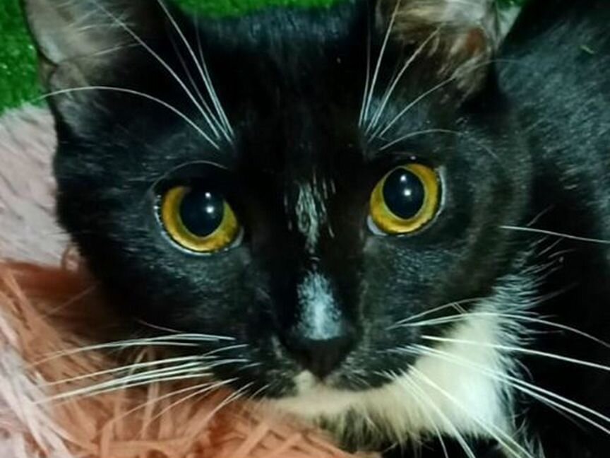 Котенок Тэсса