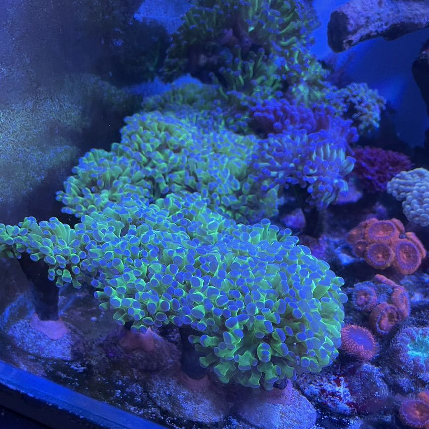 Коораллы для морского аквариума