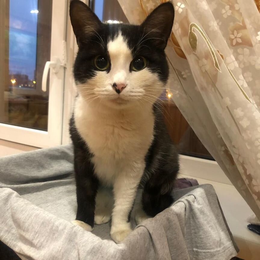 Кошки в добрые руки