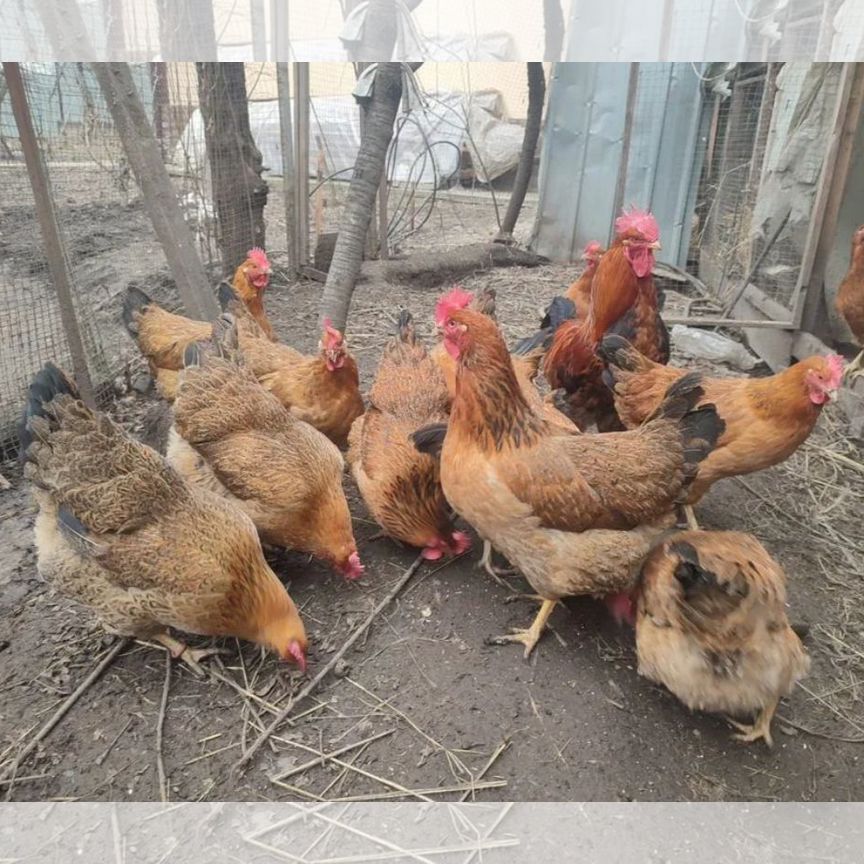 Куры кучинские юбилейные