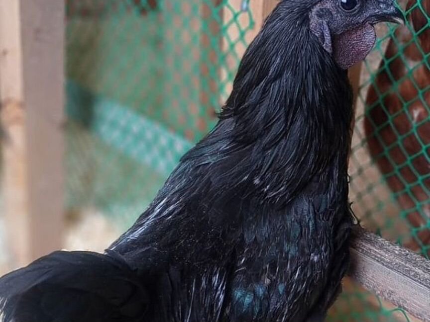 Петухи китайской породы Ухейилюй