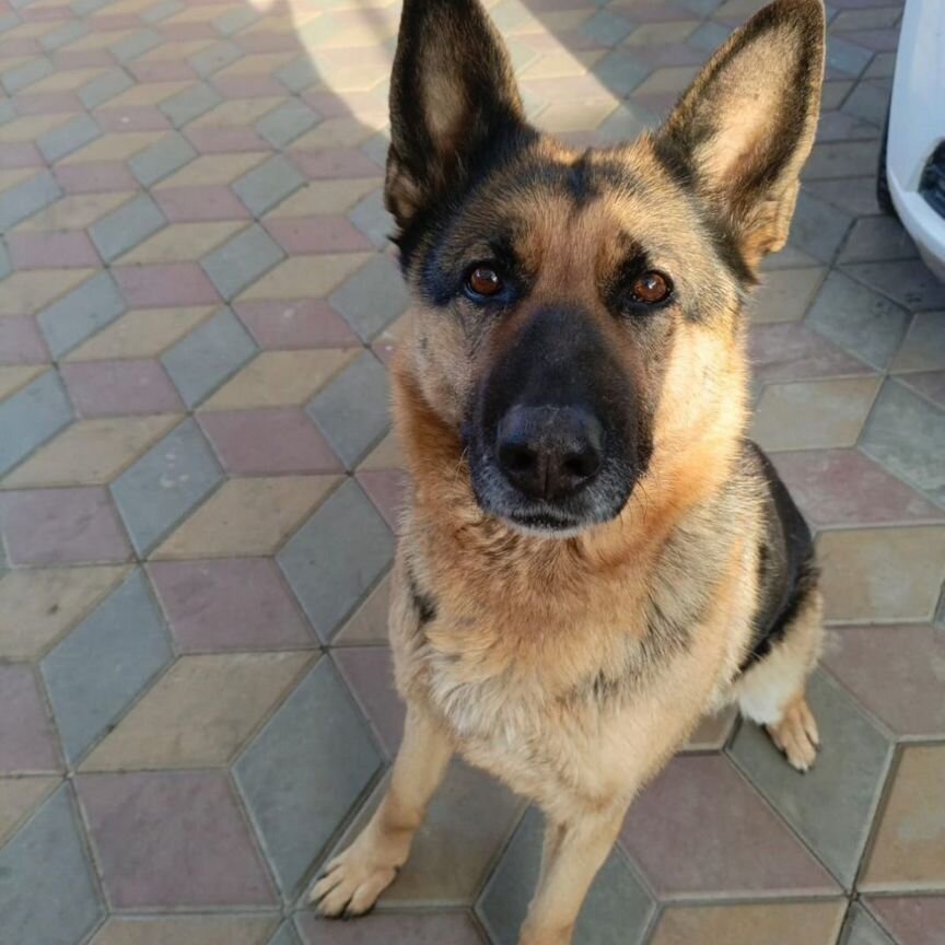 Немецкая овчарка