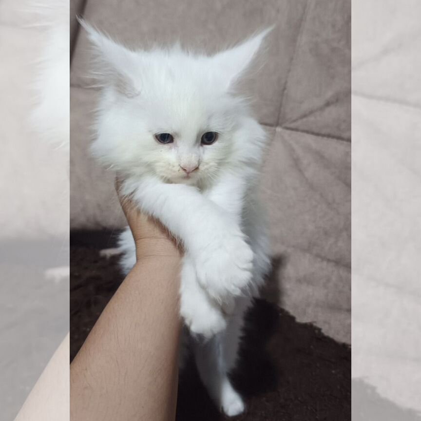 Котята мейн-кун