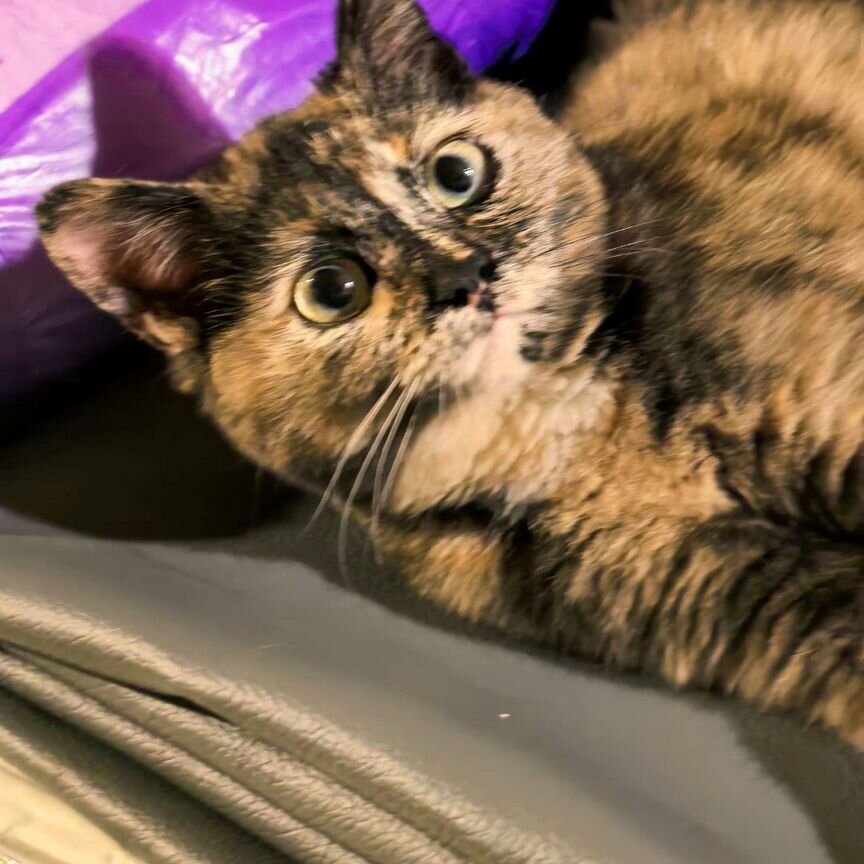 Кошка (8 мес) в дар