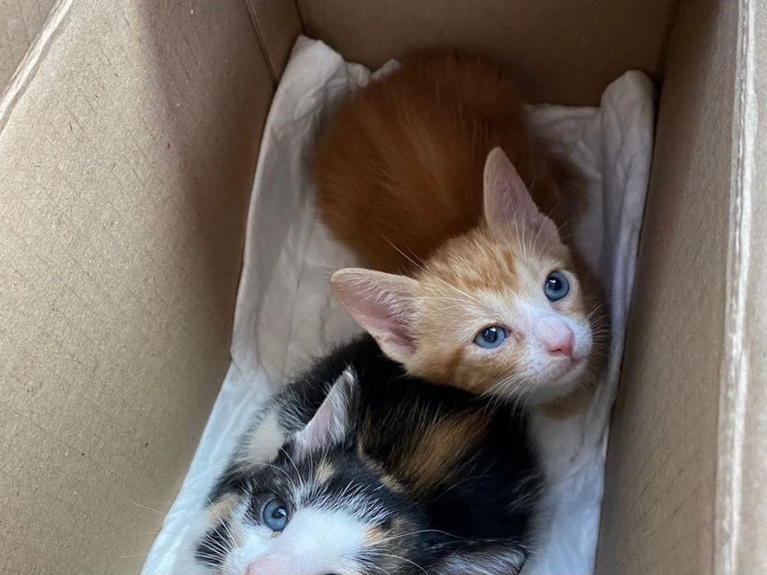 Котята в добрые руки