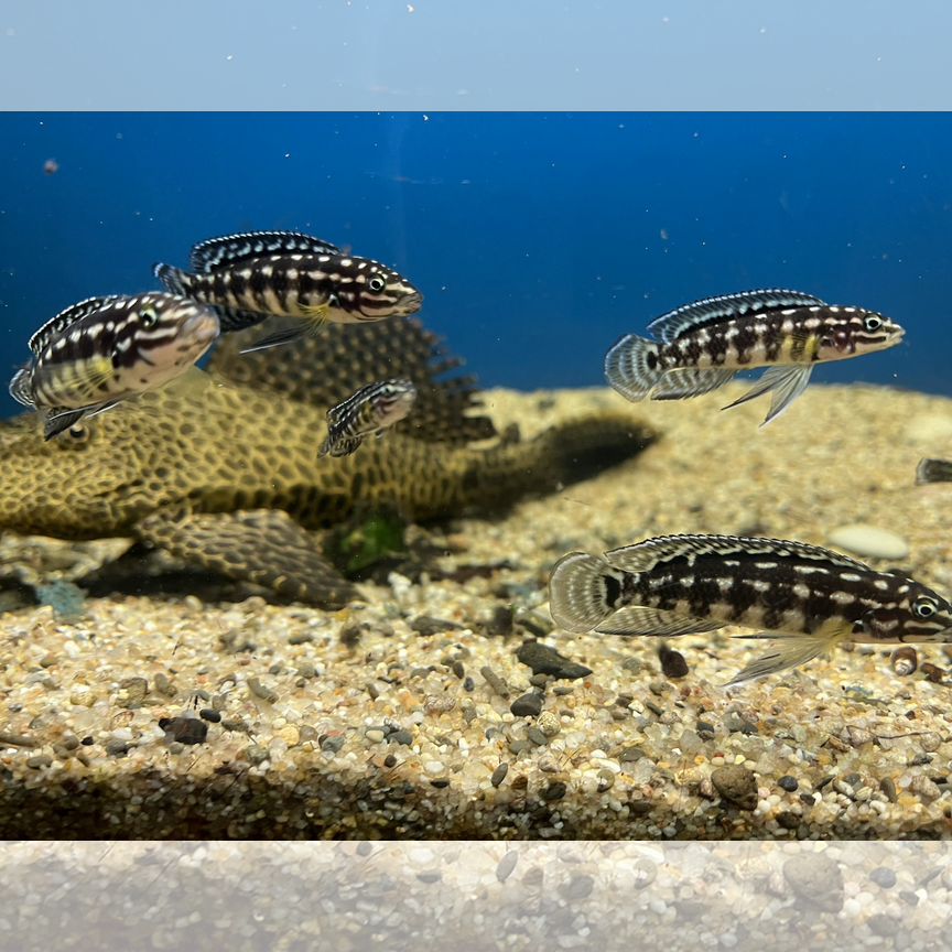 Юлидохромис марлиера