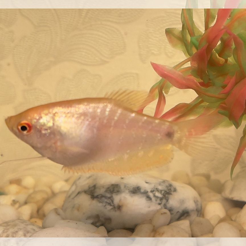 Медовый гурами и коряга