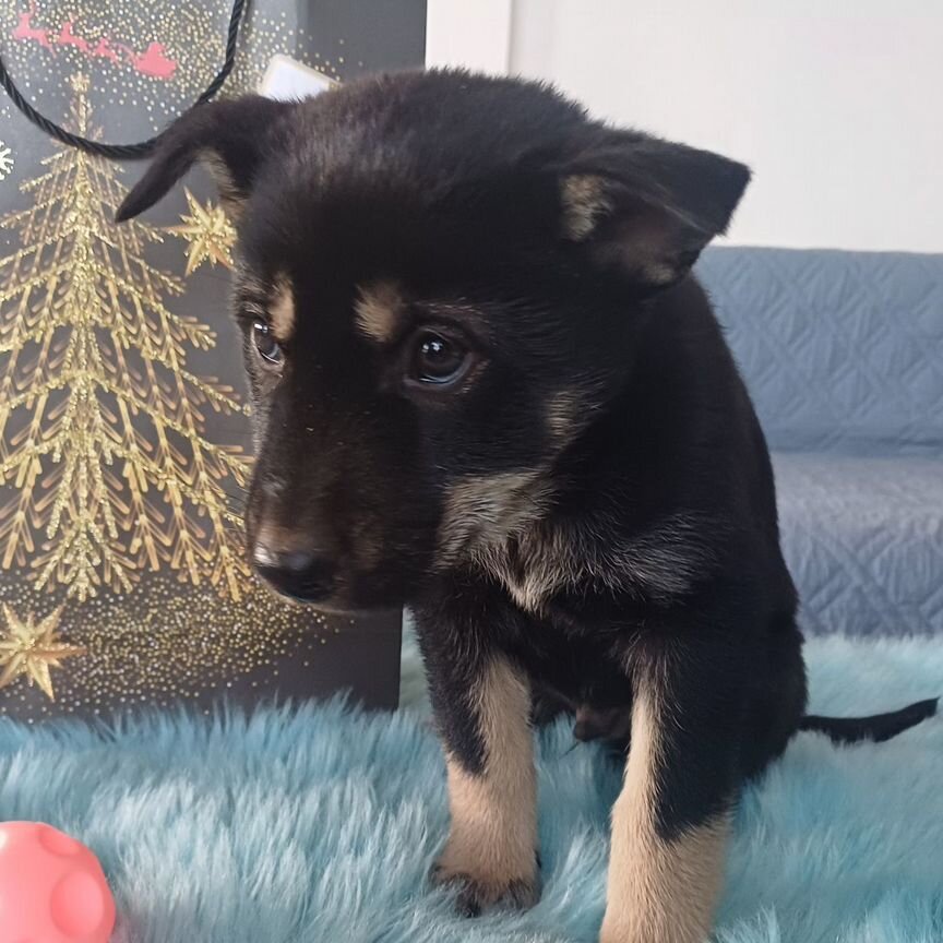 Щенок овчарки-пастуха