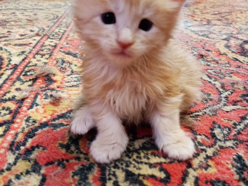 Котята мейн-кун