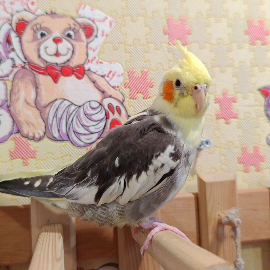 Попугай корелла