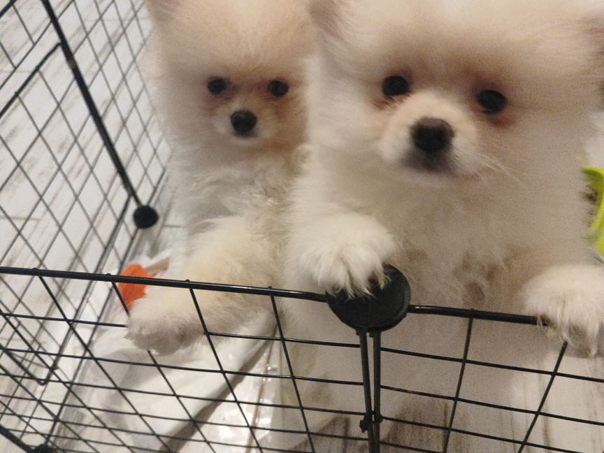 Померанский шпиц медвежьего типа