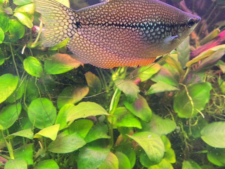 Гурами жемчужный