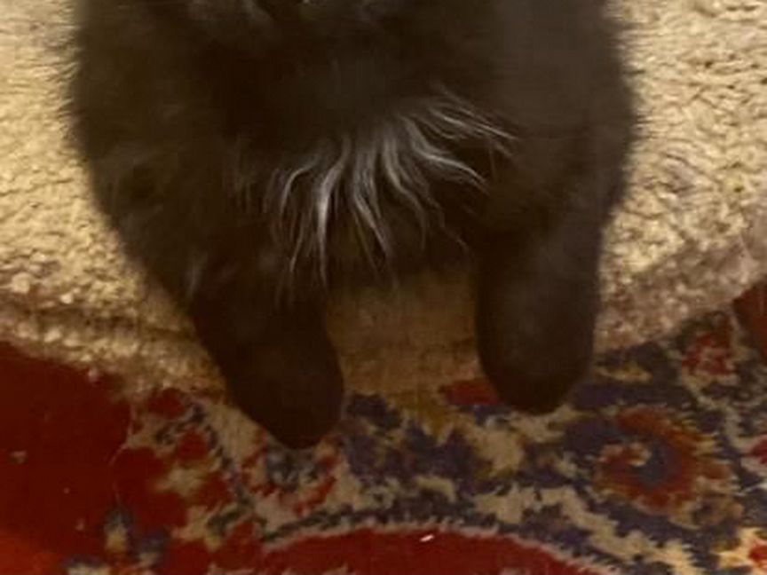 Котёнок, хозяюшка, в добрые руки