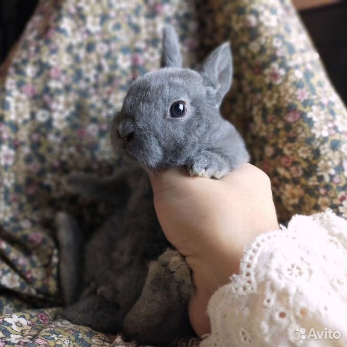 Карликовый кролик рекс