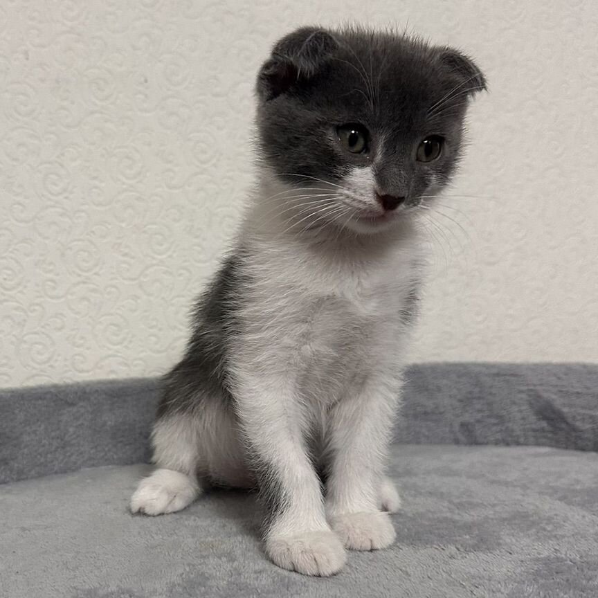 Шотландский вислоухий короткошёрстный котёнок