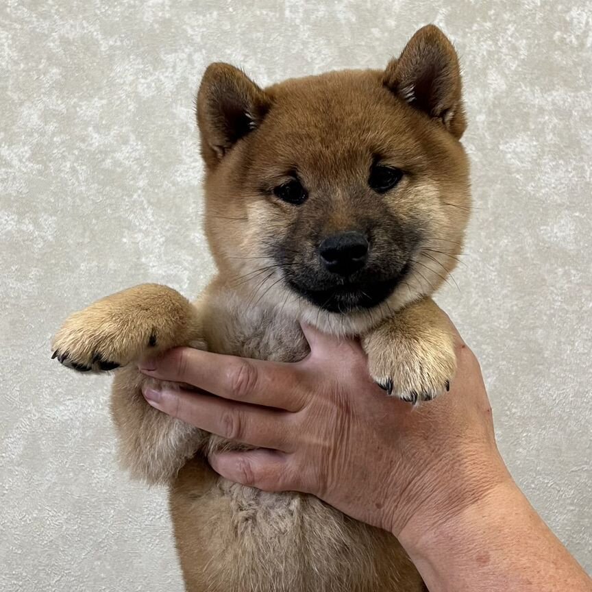 Шиба ину сиба ину прекрасная девочка