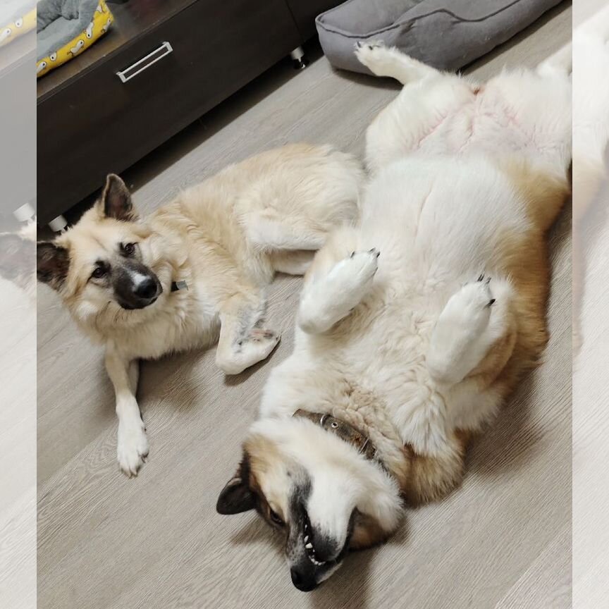 Взрослый пёс в добрые руки