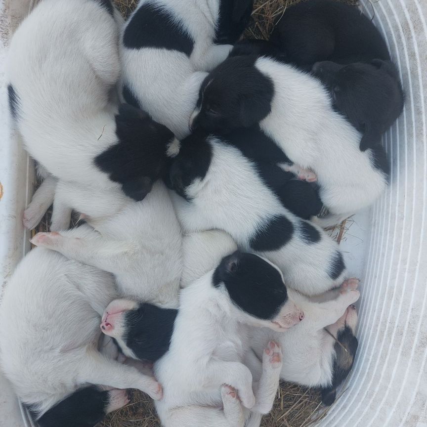 Щенки ищут семью