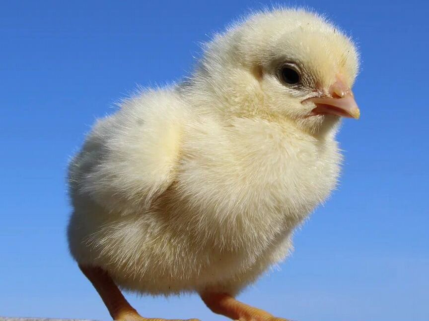 Бройлерные цыплята Кобб-500 с доставкой