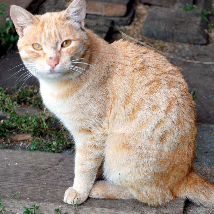 Отдам в добрые руки