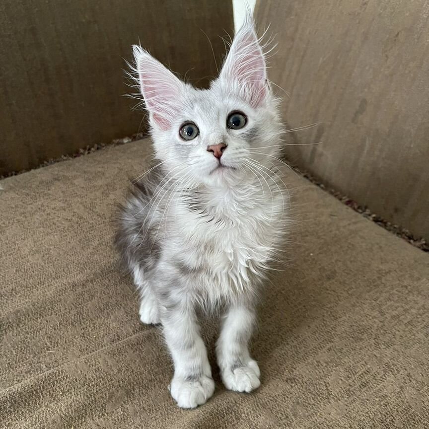 Котенок Мейн-кун Девочка два месяца
