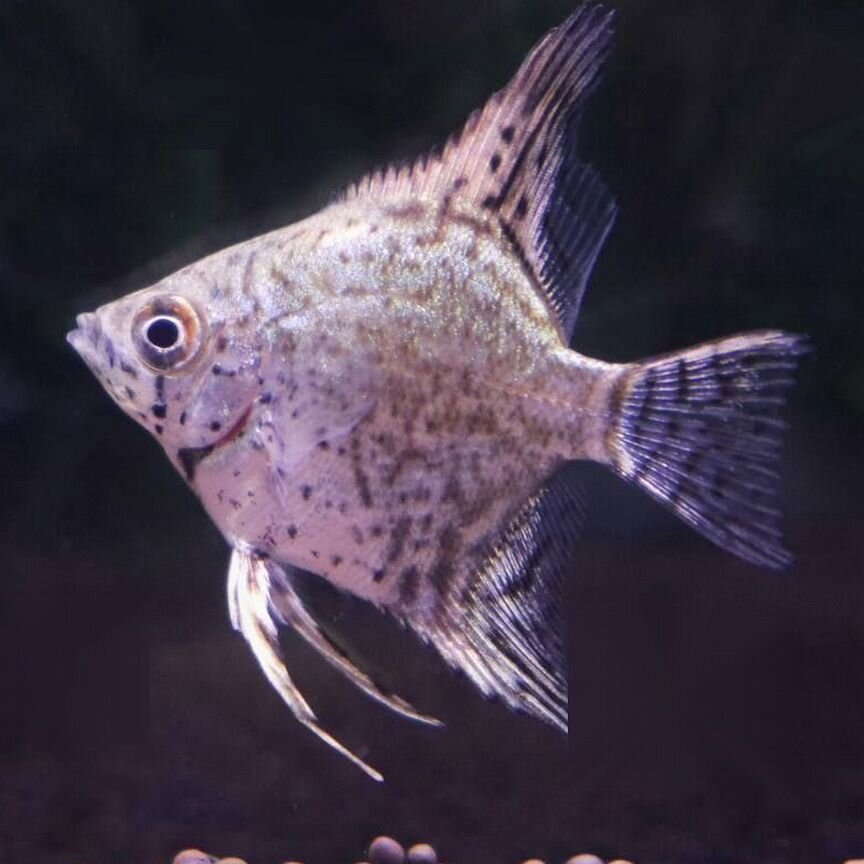 Скалярия пиной ассорти - Pterophyllum Pinoy 4-5см