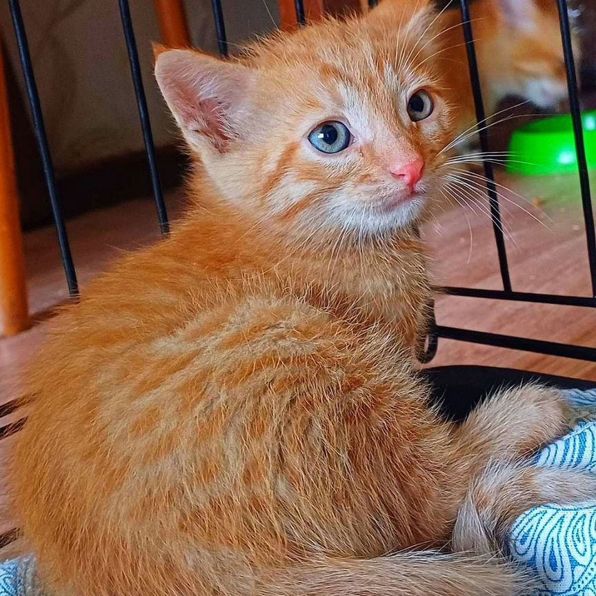 Маленький рыжулик ищет дом