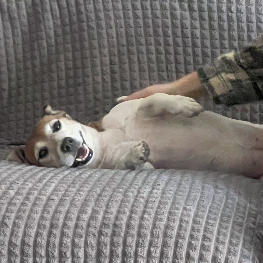 Джек-рассел-терьер, взрослая собака