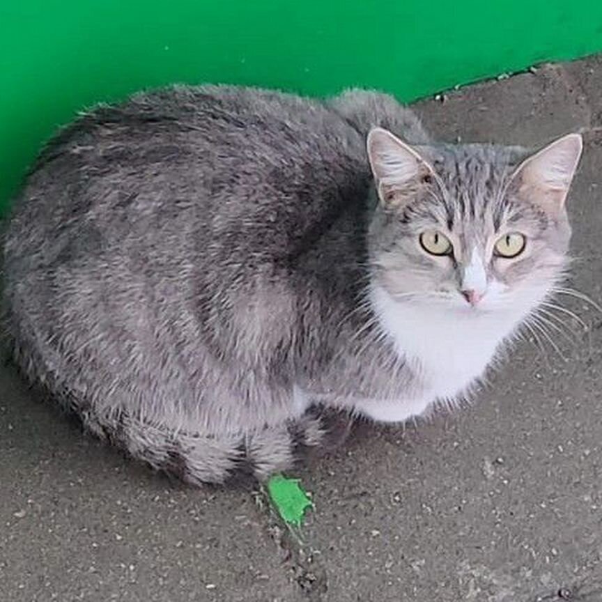 Кошки в добрые руки