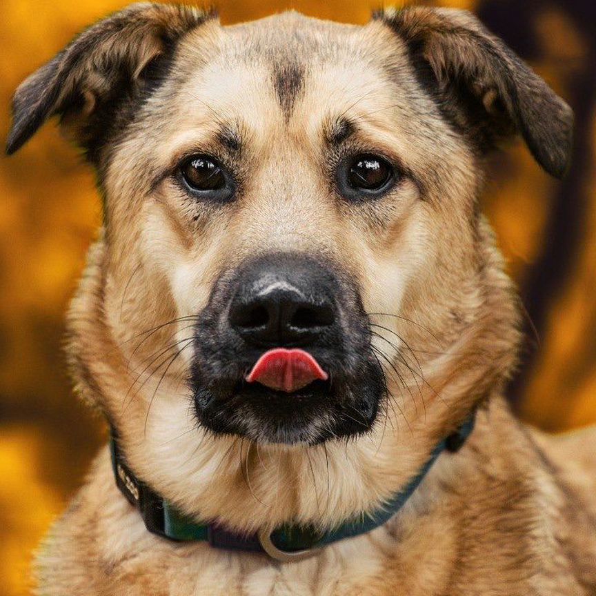 Взрослая собака в добрые руки