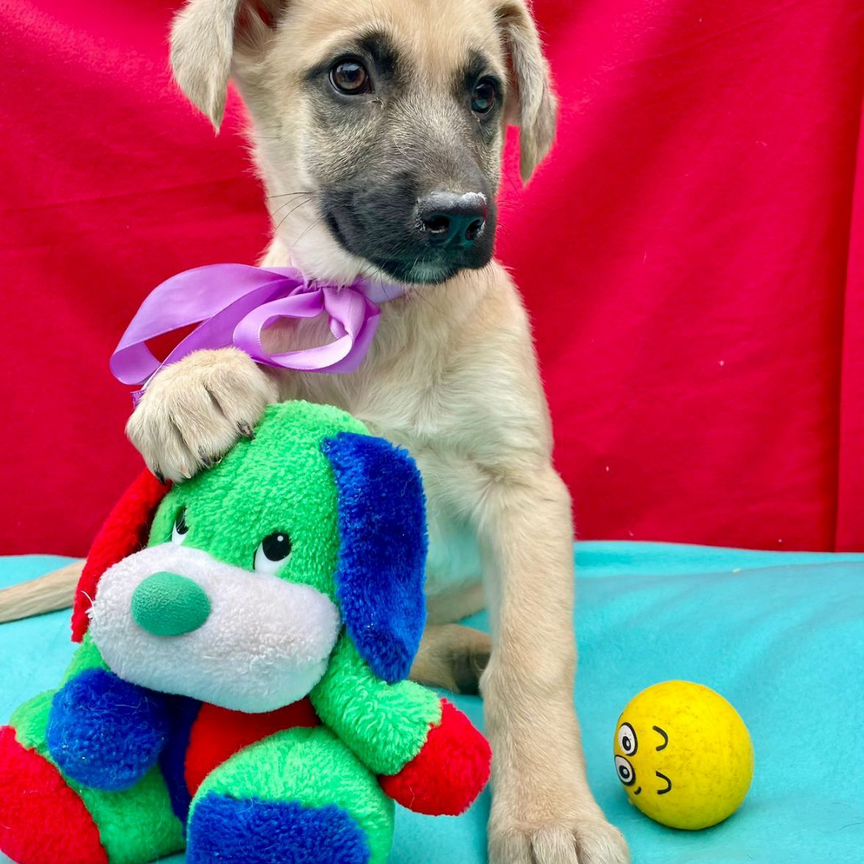 Митяй ищет семью