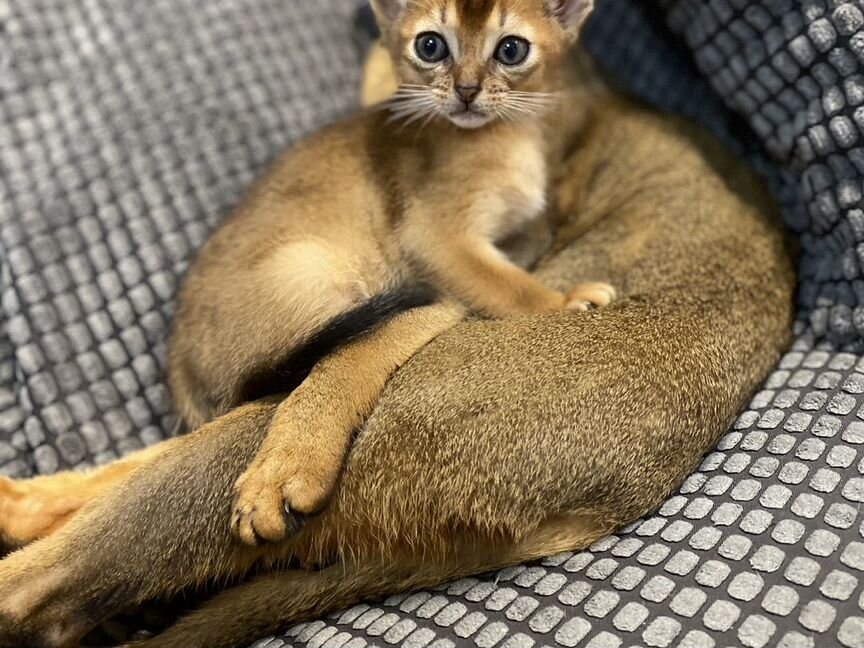 Абиссинские котята с документами