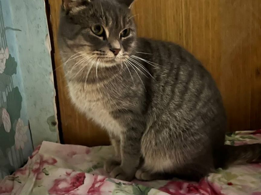 Кошка в добрые руки