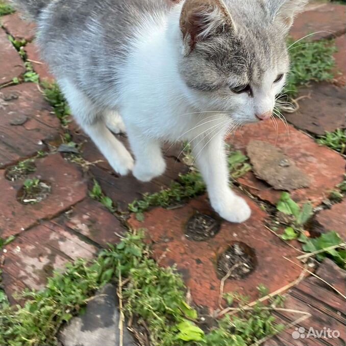 Помогите котёнку стать домашним