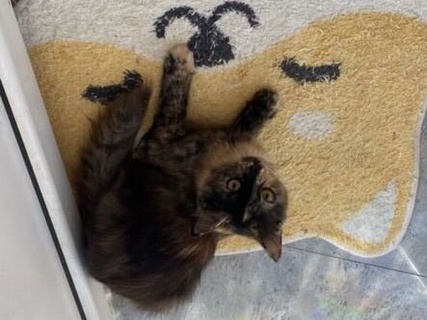 Котенок в добрые руки черепашковая девочка